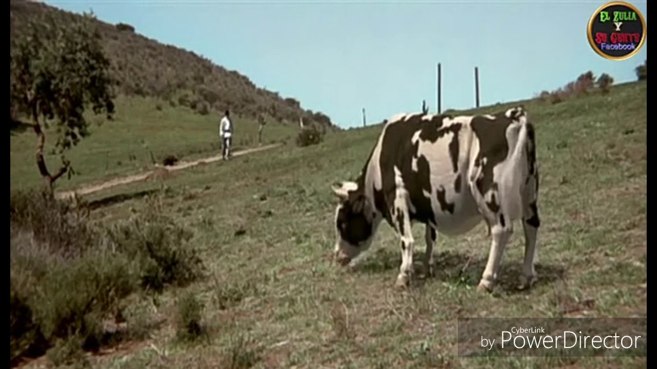 la vaca karateca - YouTube