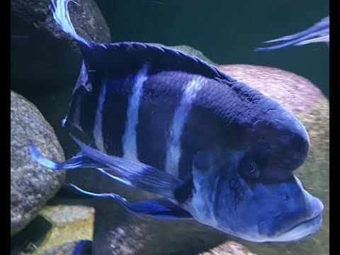 Frontosa Burundi Fish Juvenile Size Fry Aquarium - YouTube