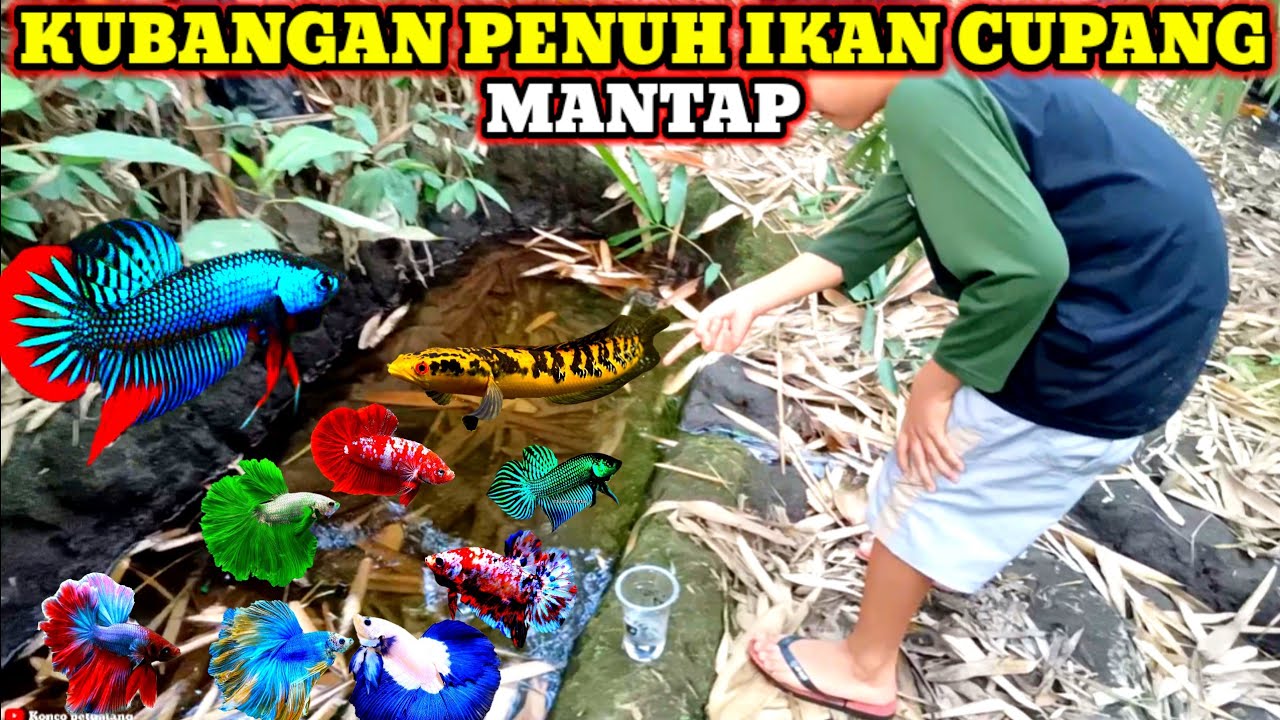 WOW. KUBANGAN JERNIH INI DI PENUHI IKAN CUPANG MAHAL - YouTube