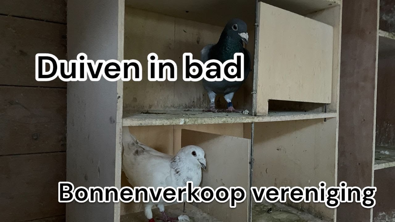 Duiven in bad | en de bonnenverkoop van de vereniging | Postduiven ...