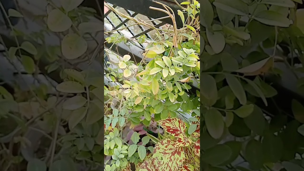 Ghar me lagaye ye shubh podhe. #plants #gardenbeauty #indoorplants ...