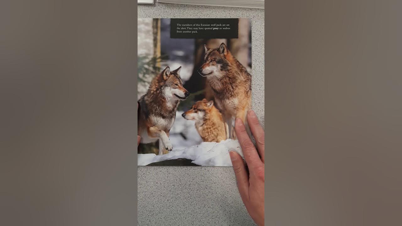 Informational Writing A Pack of Wolves Read Aloud - YouTube