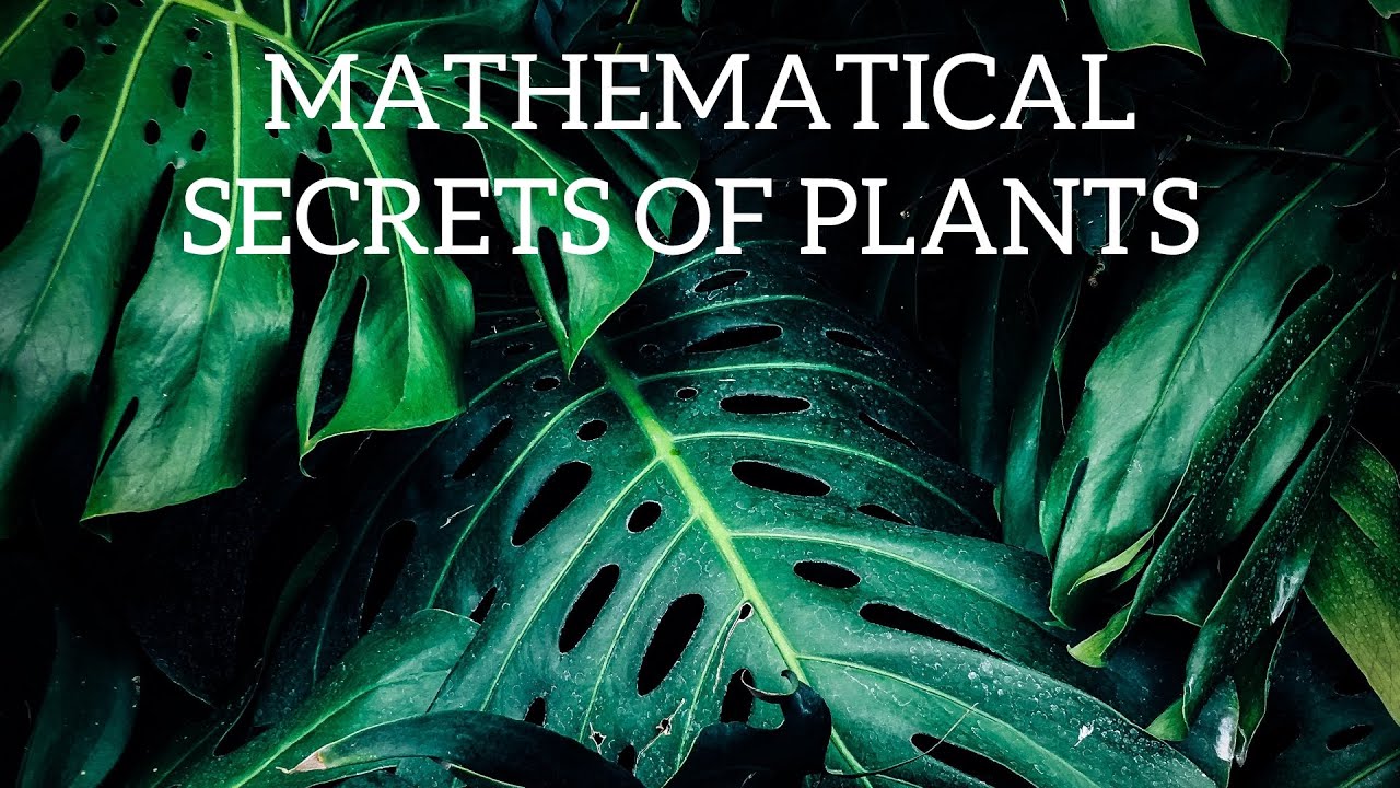 Interesting Mathematical Secrets of Plants ...... - YouTube