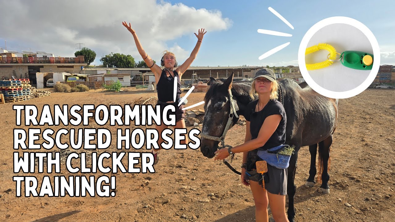 Clicker Training 101: How We Train Rescued Horses | Tenerife Horse ...