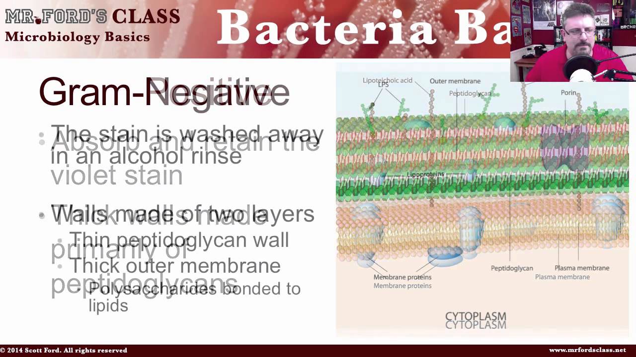 Bacteria Basics : Microbiology Lectures - YouTube