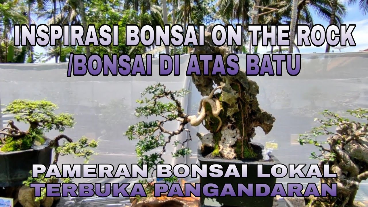 inspirasi bonsai on the rock /di atas batu bonsai kelas prospek ...