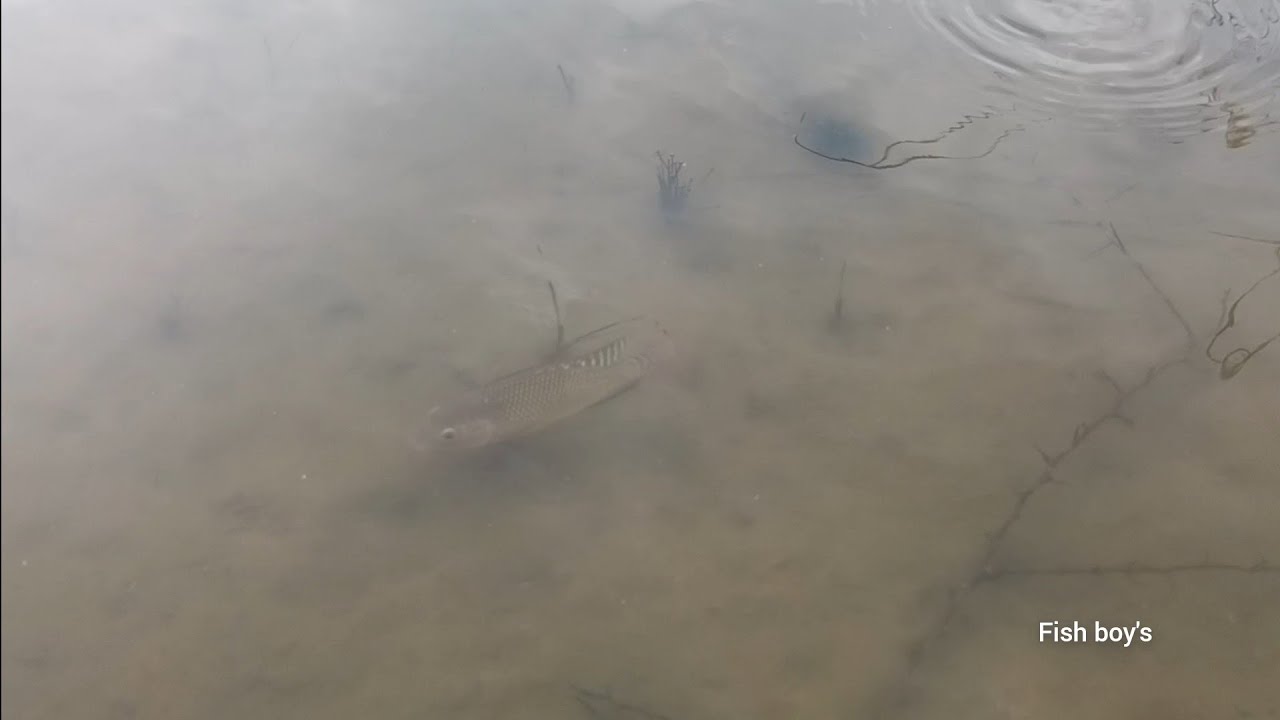 The Most Efficient Animal for Farming#gunafishboys - YouTube