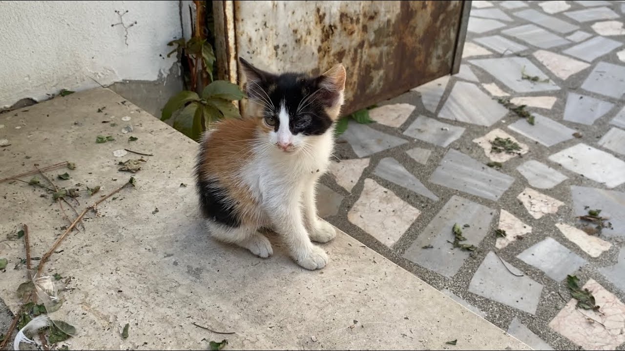 Cute Kitten living on the street. Beautiful Kitten 😍 - YouTube