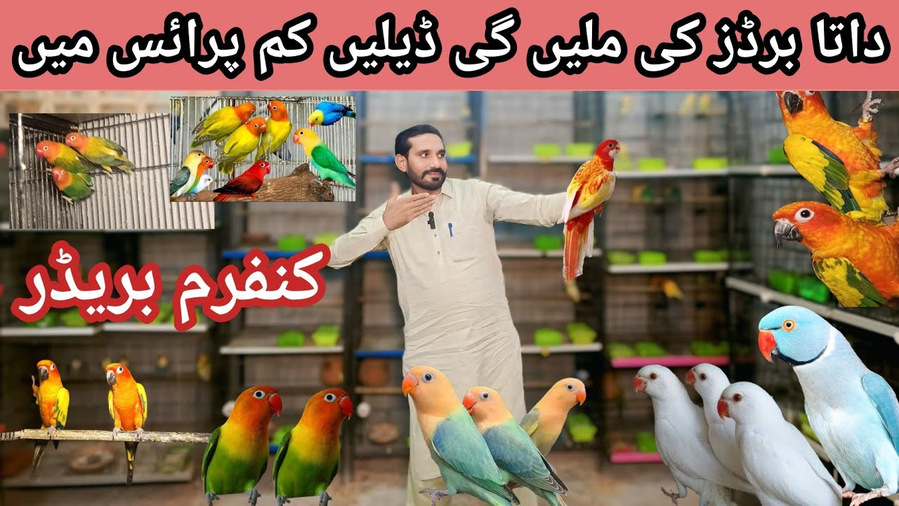Lahori kam price delay a gai data birds per@MultanPets - YouTube