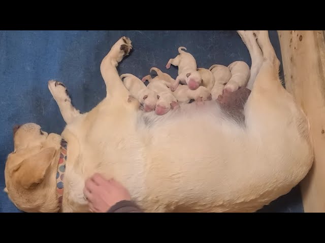 Labrador Puppy Birth