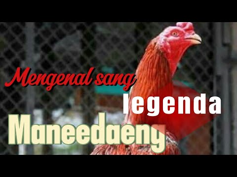 Mengenal sang Legenda Maneedaeng