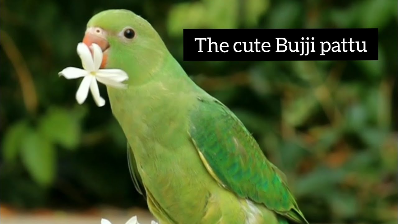 the cute Bujji pattu morning time in terrace (shyness) #pattu # ...