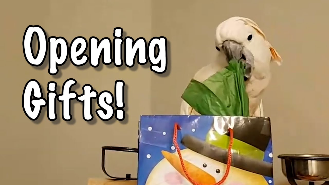 Max Loves Opening Gifts and Tearing Paper | 3rd Day of Birdmas - YouTube