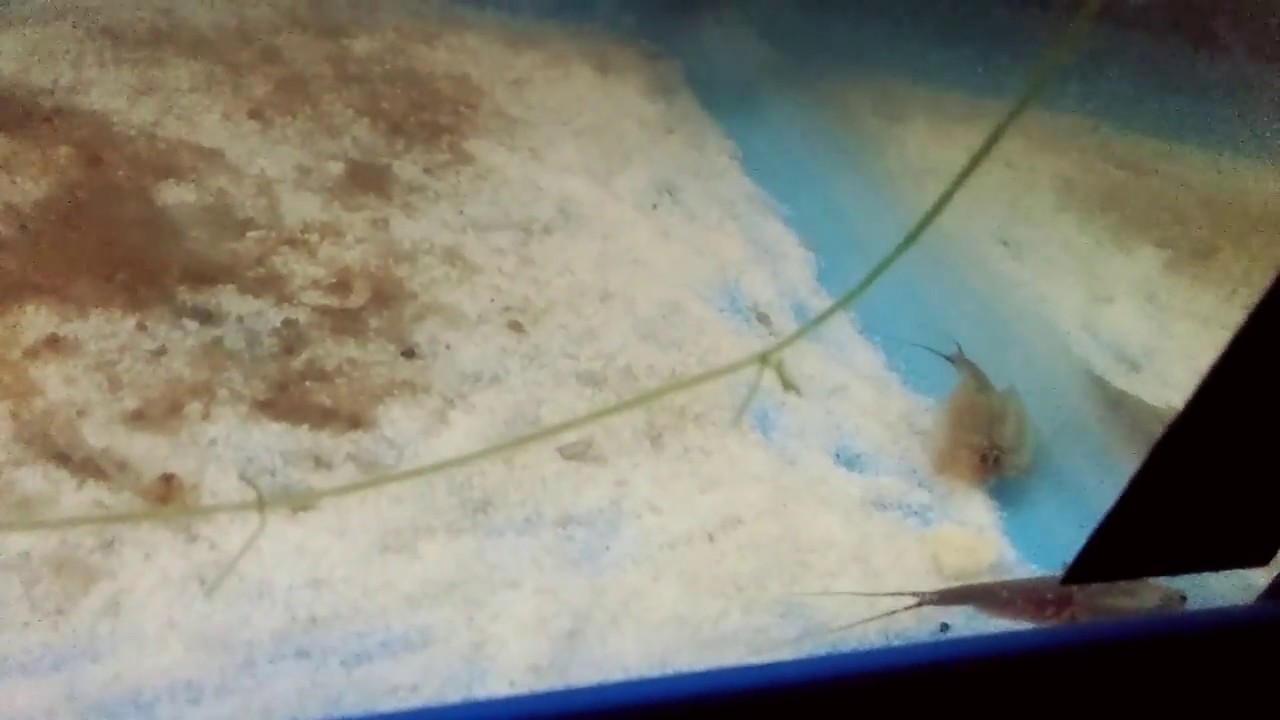 Como criar triops - YouTube