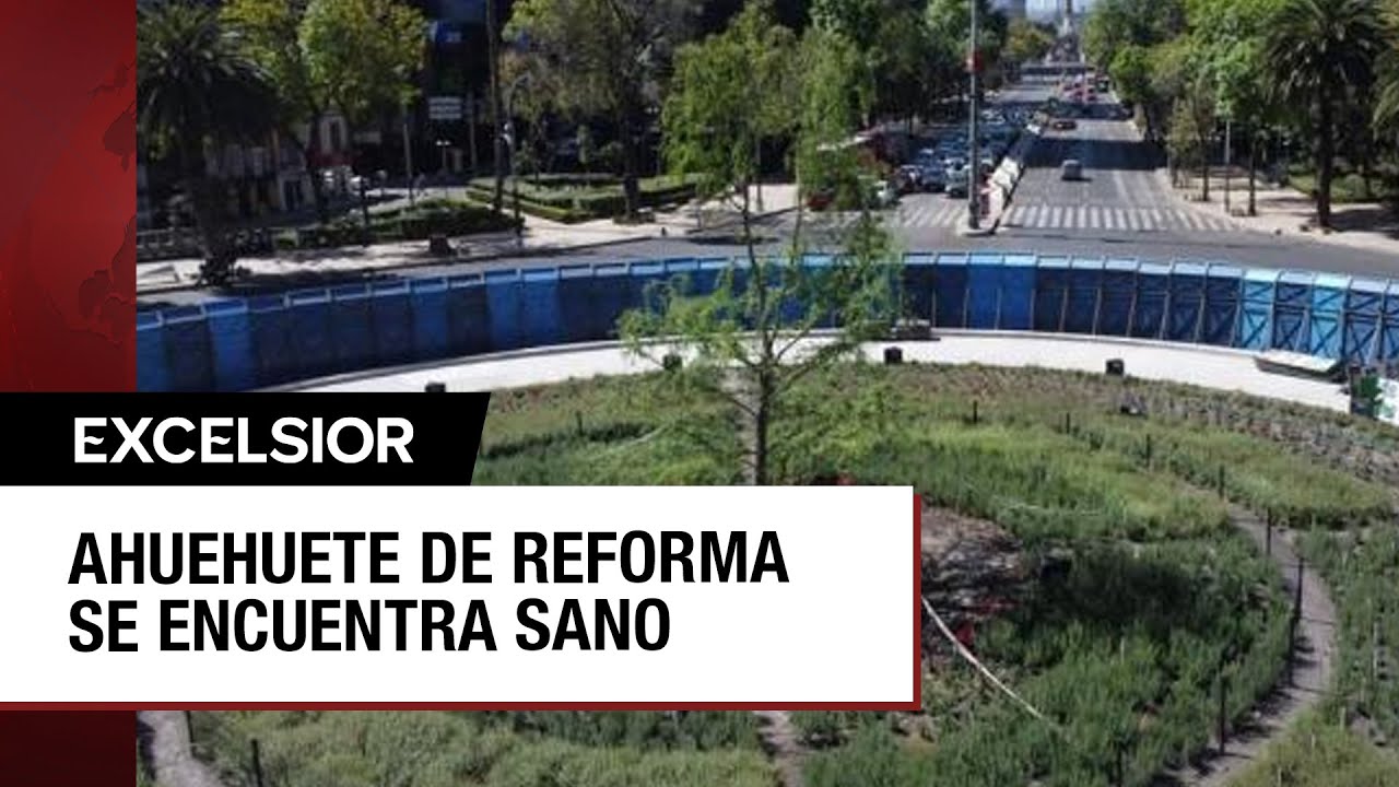 Ahuehuete ya se adoptó a glorieta de Paseo de la Reforma - YouTube