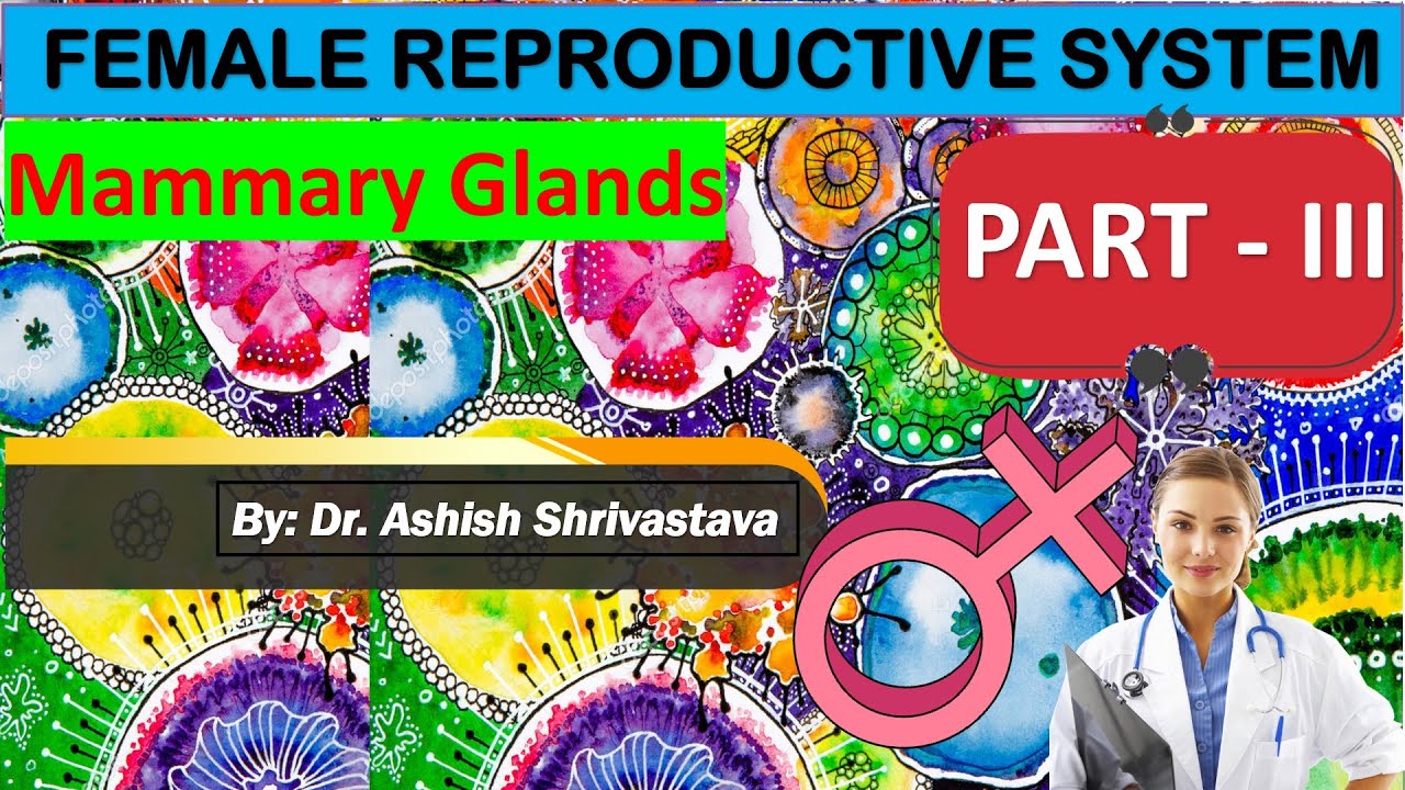 FEMALE REPRODUCTIVE SYSTEM PART THREE || MAMMARY GLAND || HUMAN ...