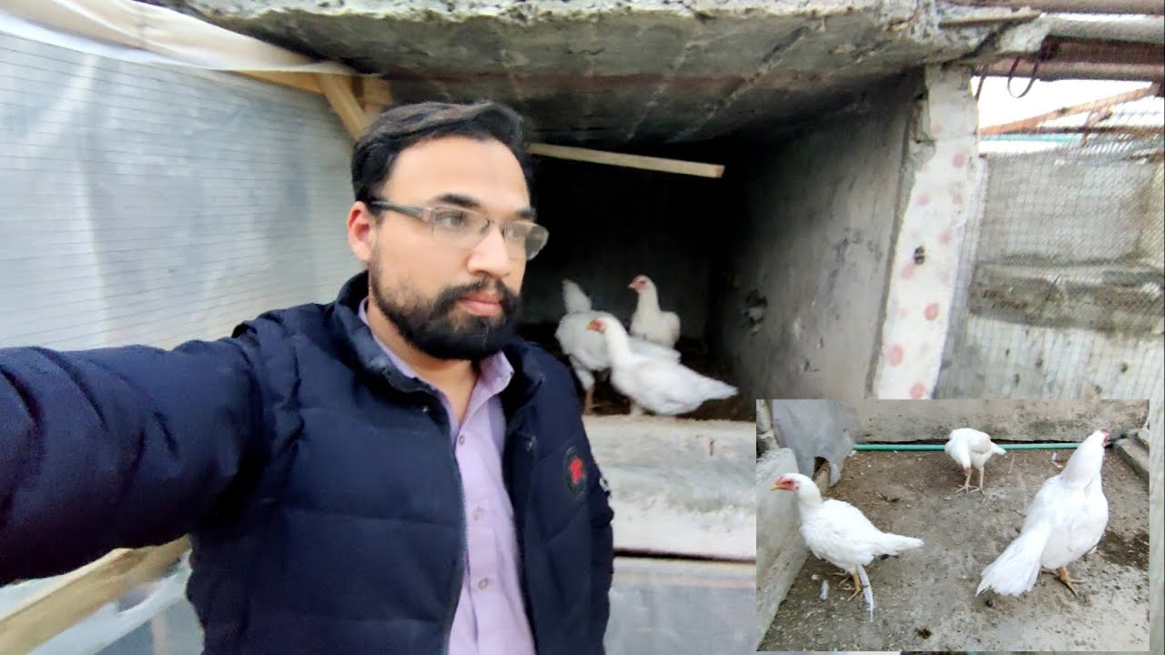 heera birds sare bahir nikle hue the - YouTube