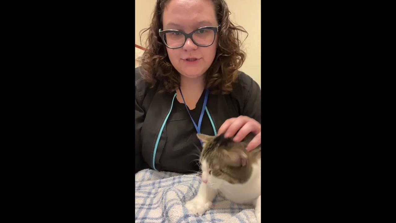 Penn Foster Vet Tech Externship Skill #23 - YouTube