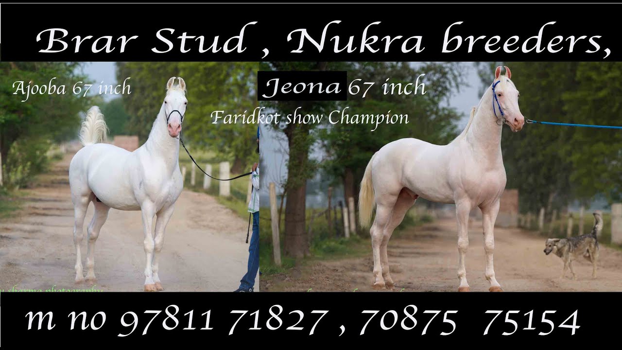 Nukra horse Brar stud farm Breeder of Champion Nukra horses - YouTube