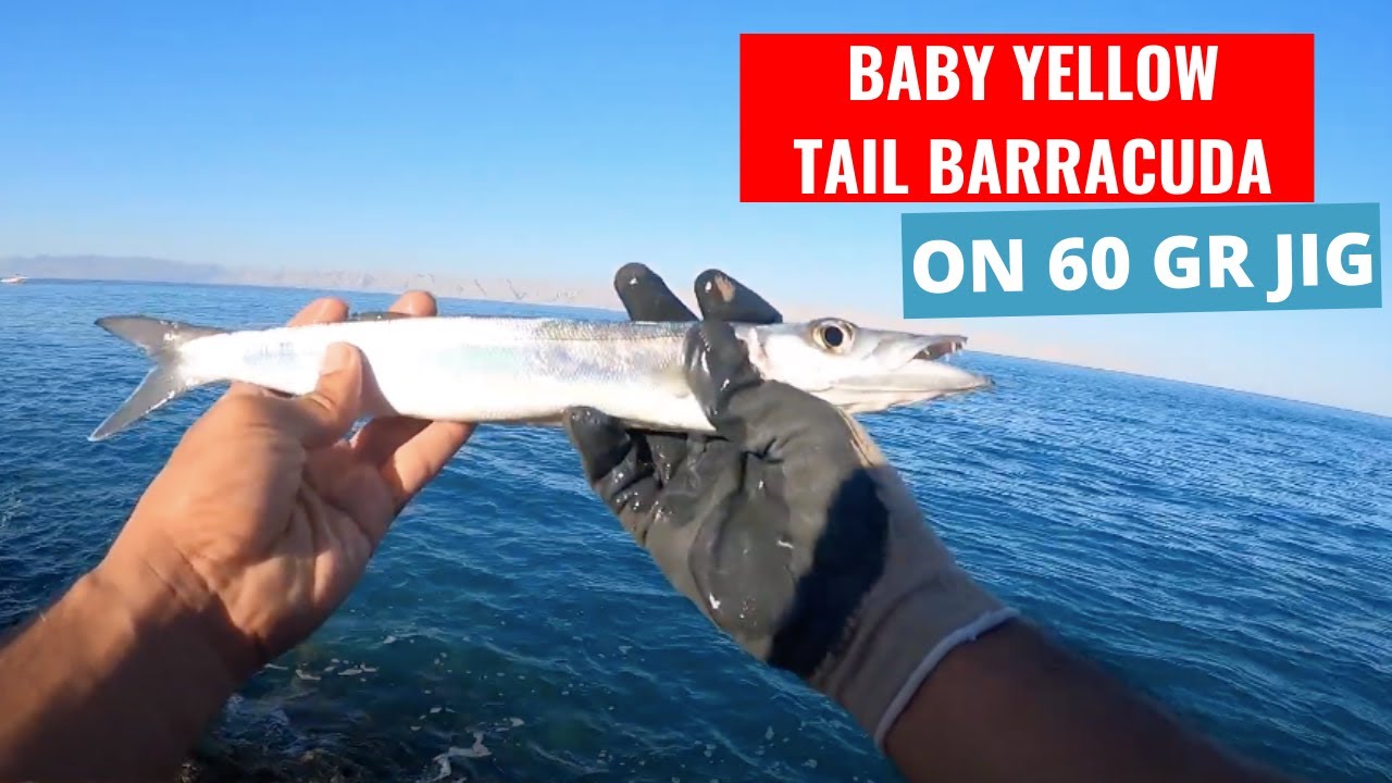 Catch and release baby yellow tail barracuda and golden trevally - YouTube