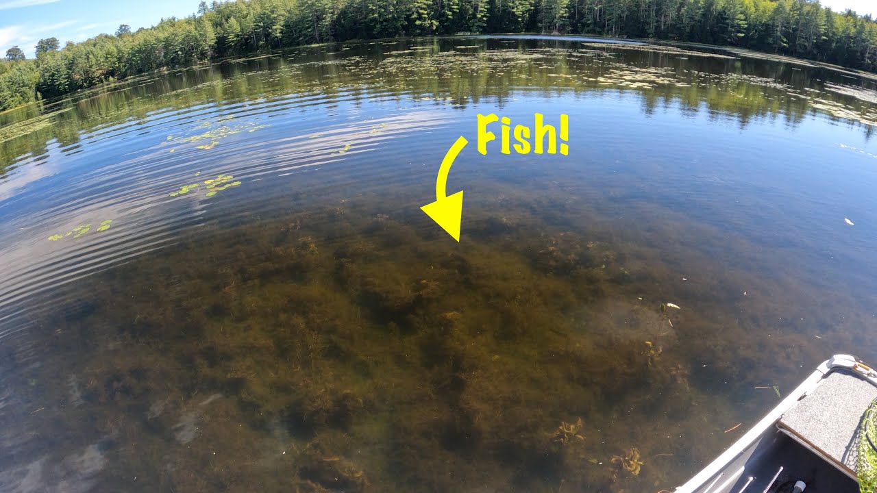 How to Fish a Weed Bowl for Pond Bass (*Crystal Clear Water*) - YouTube