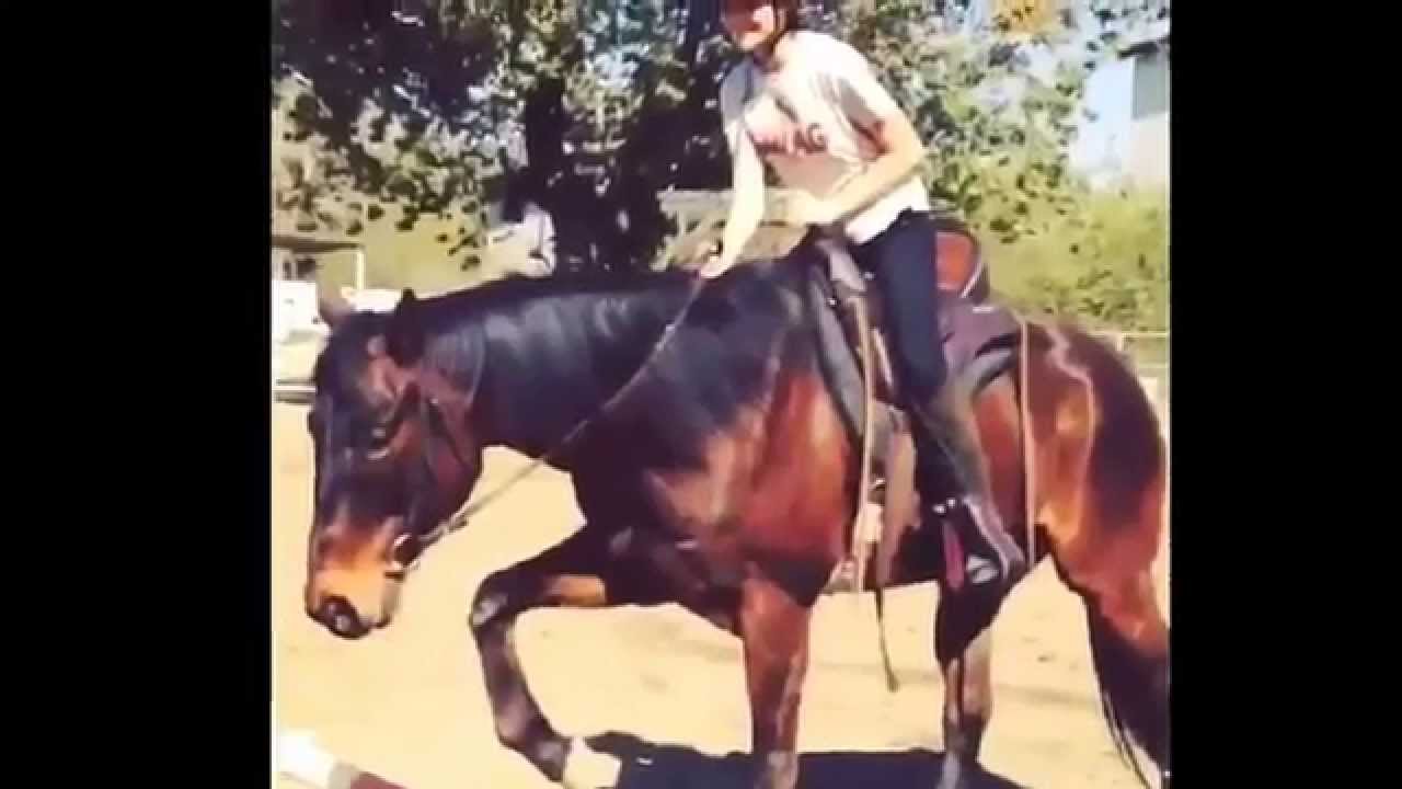 Lincoln at stepp stables - YouTube
