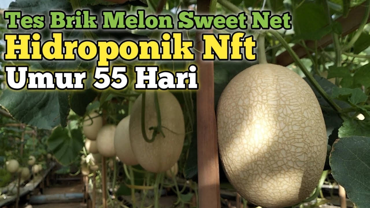 Tes Brik/Kemanisan Melon Hidroponik Nft Jenis Sweet Net 9 - YouTube