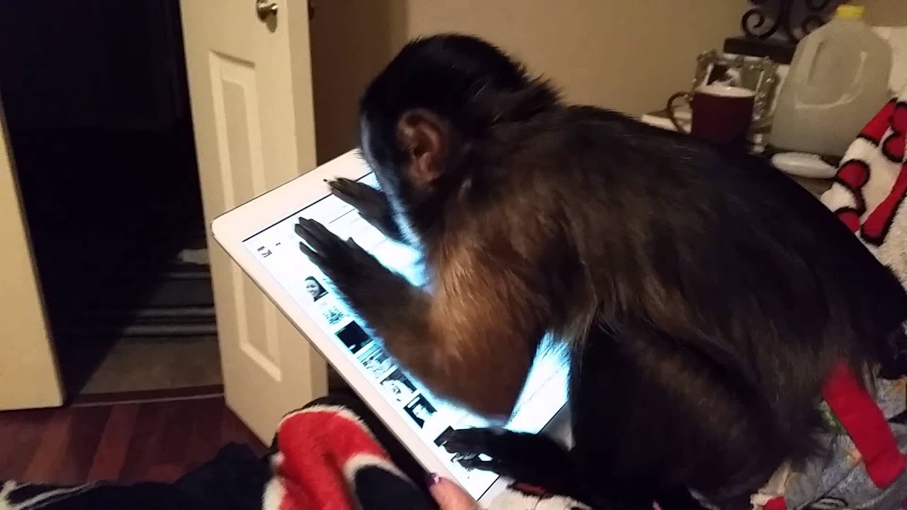 Abigail the capuchin plays Brass Monkey on iPad - YouTube