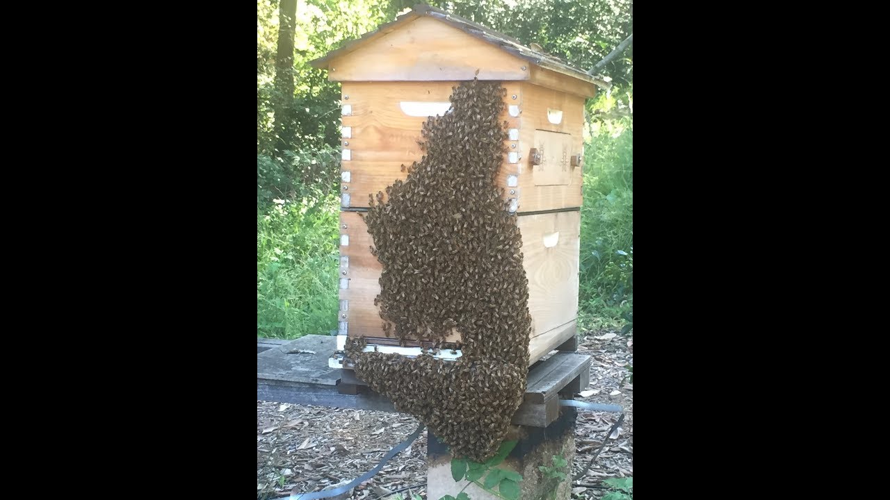 Bees bearding in hot weather - YouTube