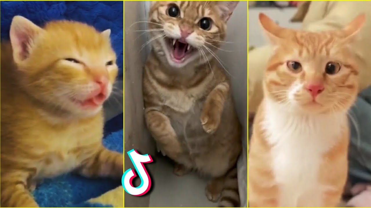 Funny Cats TikTok - Compilation 2024 #8 - YouTube