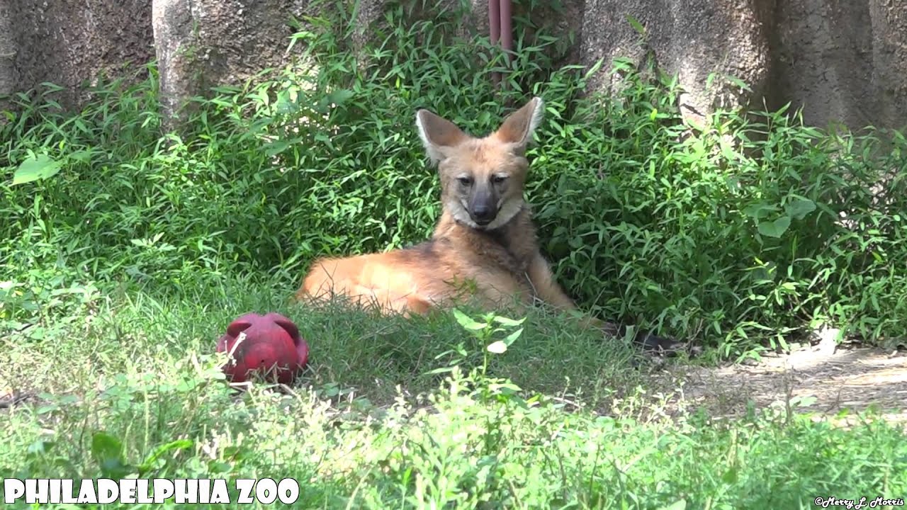 Philadelphia Zoo Maned Wolf Relaxing in Sunlight and Shadows - YouTube