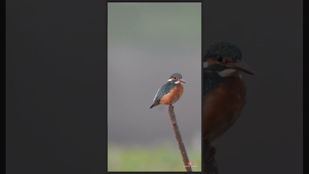 common kingfisher + kingfisher pooping in slow motion + common ...