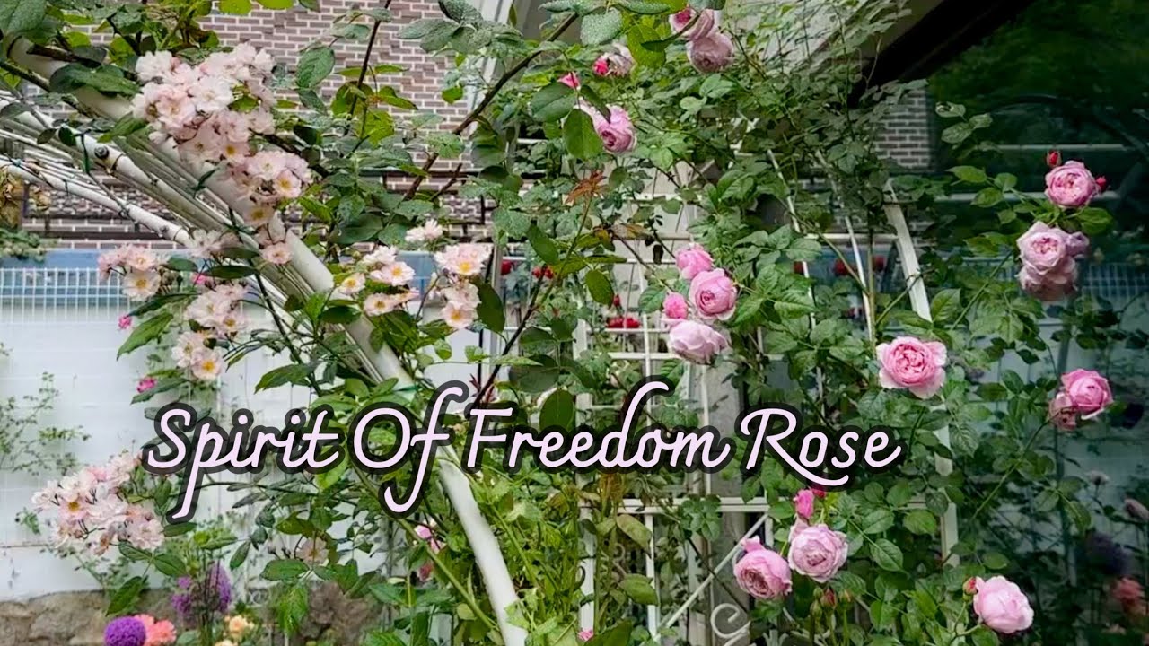 스피릿 오브 프리덤 장미 spirit of freedom rose #davidaustinroses - YouTube