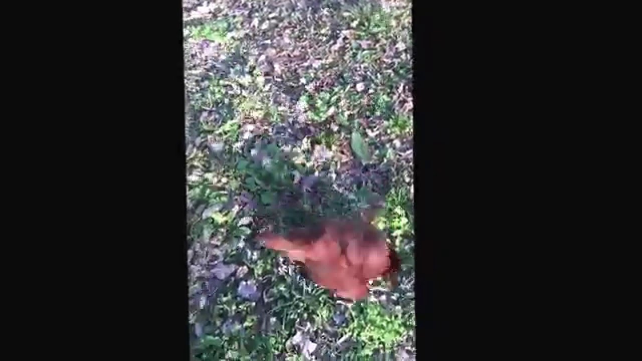 Chicken going crazy without head - YouTube