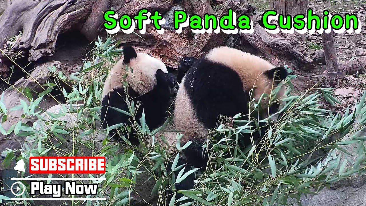 This Soft Panda Cushion Is Not Stable At All | iPanda - YouTube