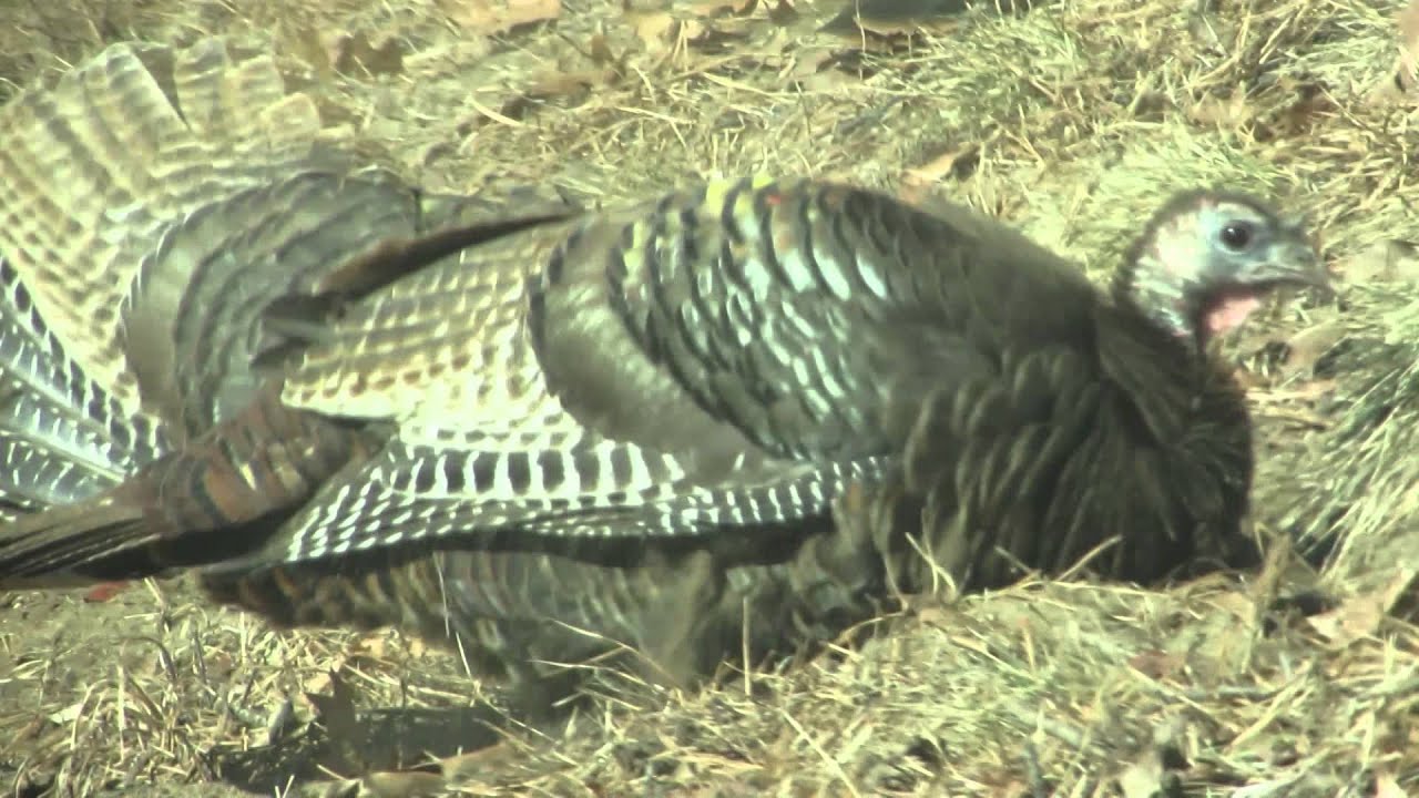 Dirty secret: How turkeys take baths - YouTube
