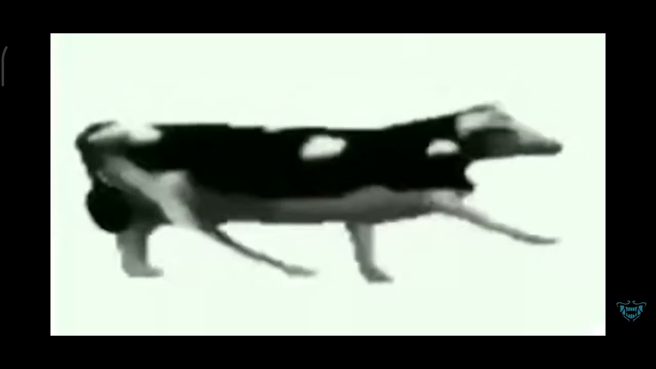 vaca bailando - YouTube