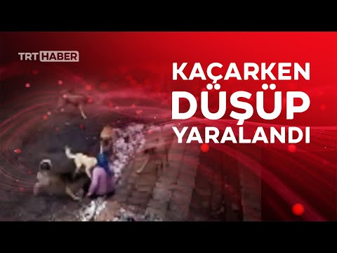 Köpeklerin saldırısına uğrayan kadın yaralandı