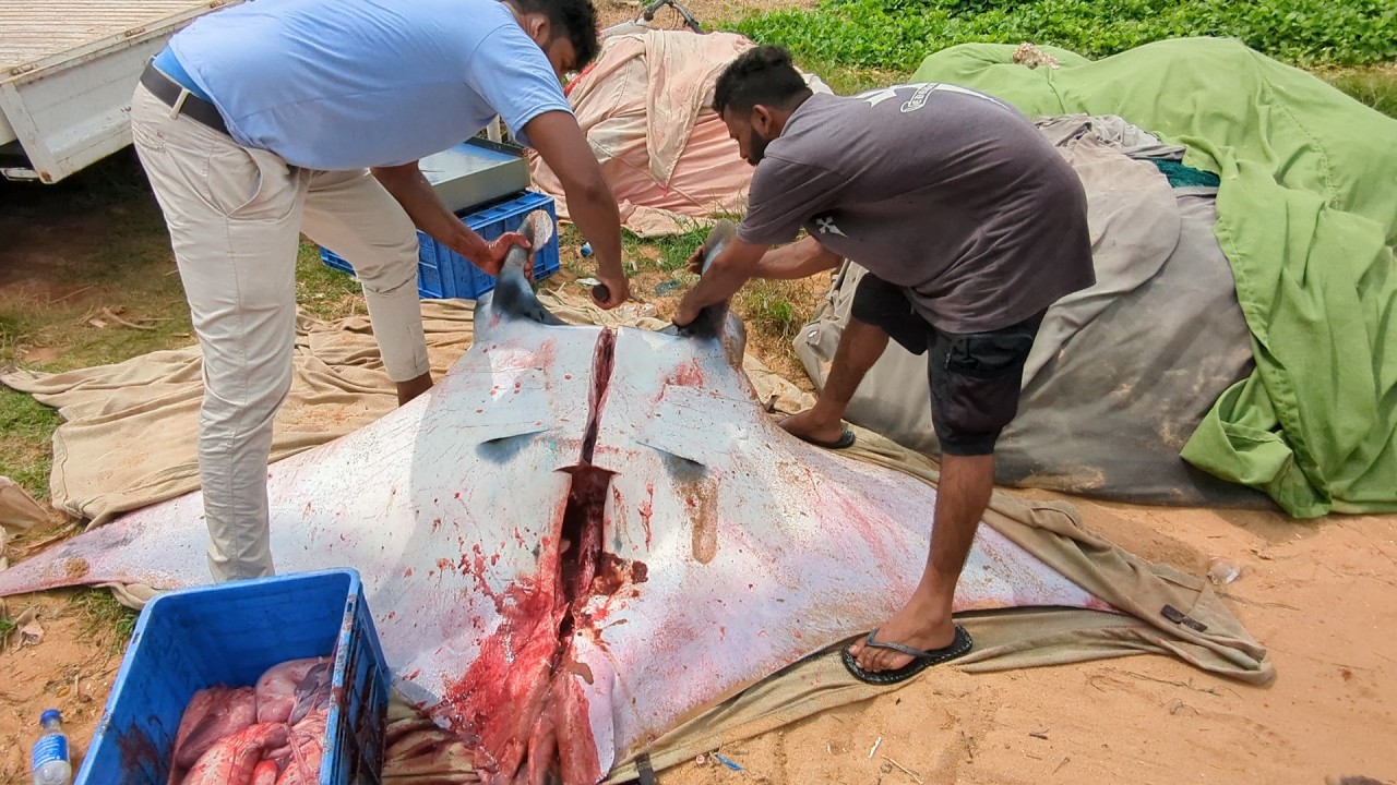Massive Giant Manta Ray Fish Preparation Authentic experience in a ...