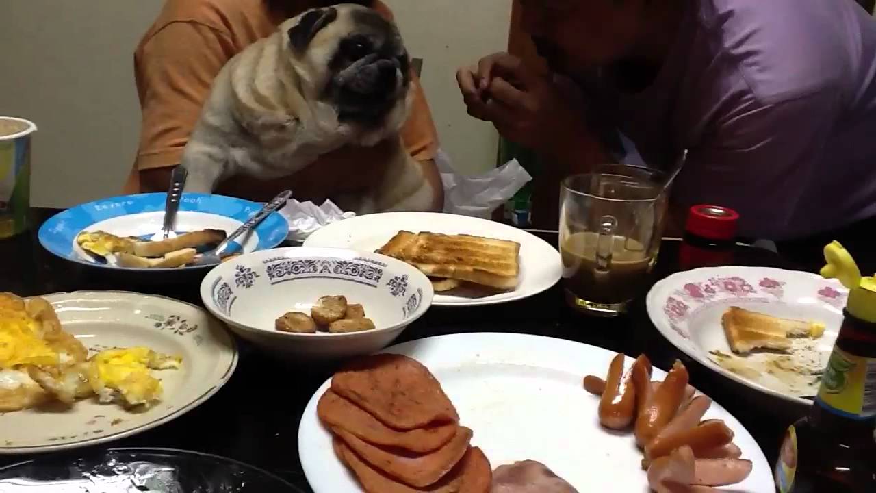 The most angry pug in the world - YouTube