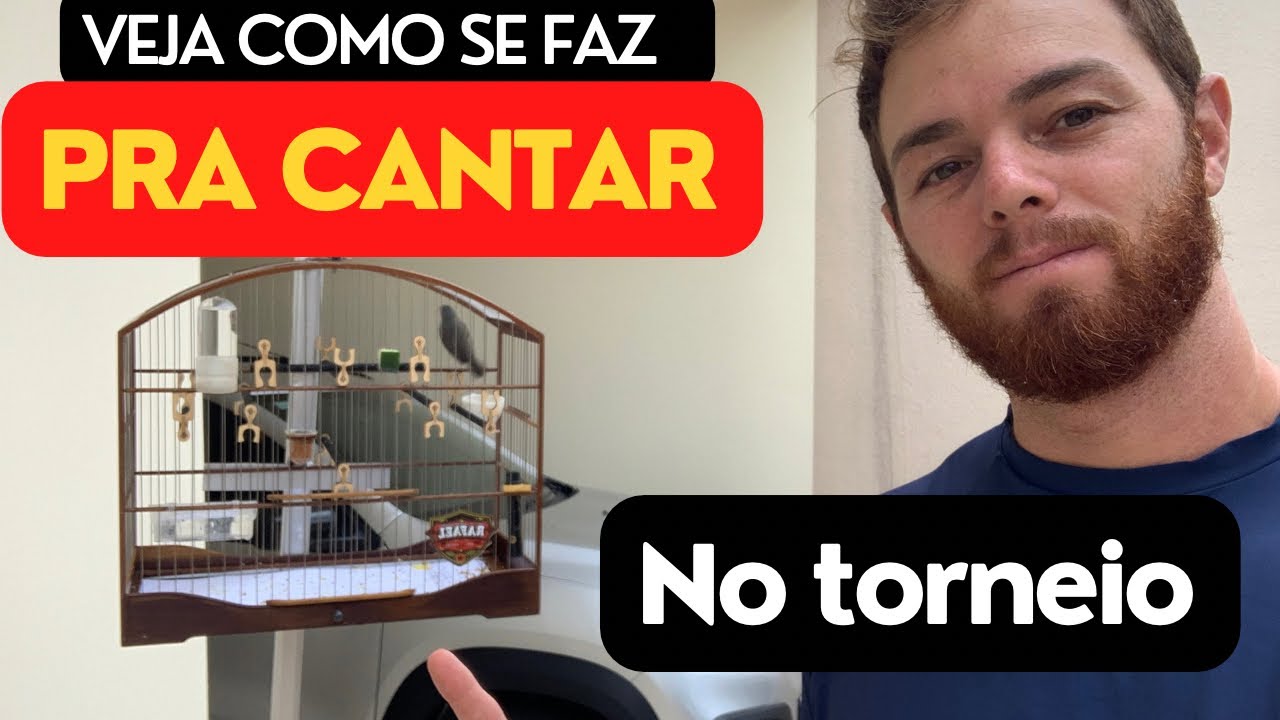 DICAS de Como fazer meu 🔥COLEIRO CANTAR NA RODA🔥do zero.@odomdacriacao ...