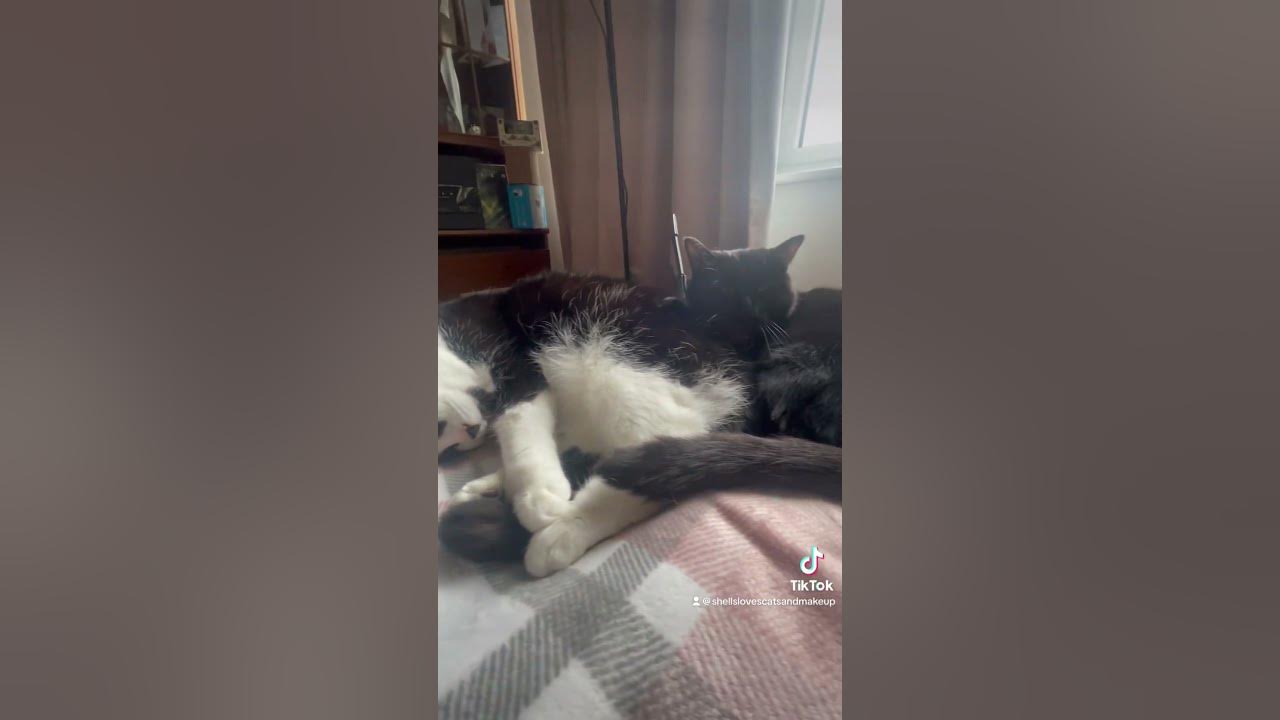 #tuxedocat #blackcat #weekendvibes #chilledcat Oreo and Hades easing themselves into the weekend ...