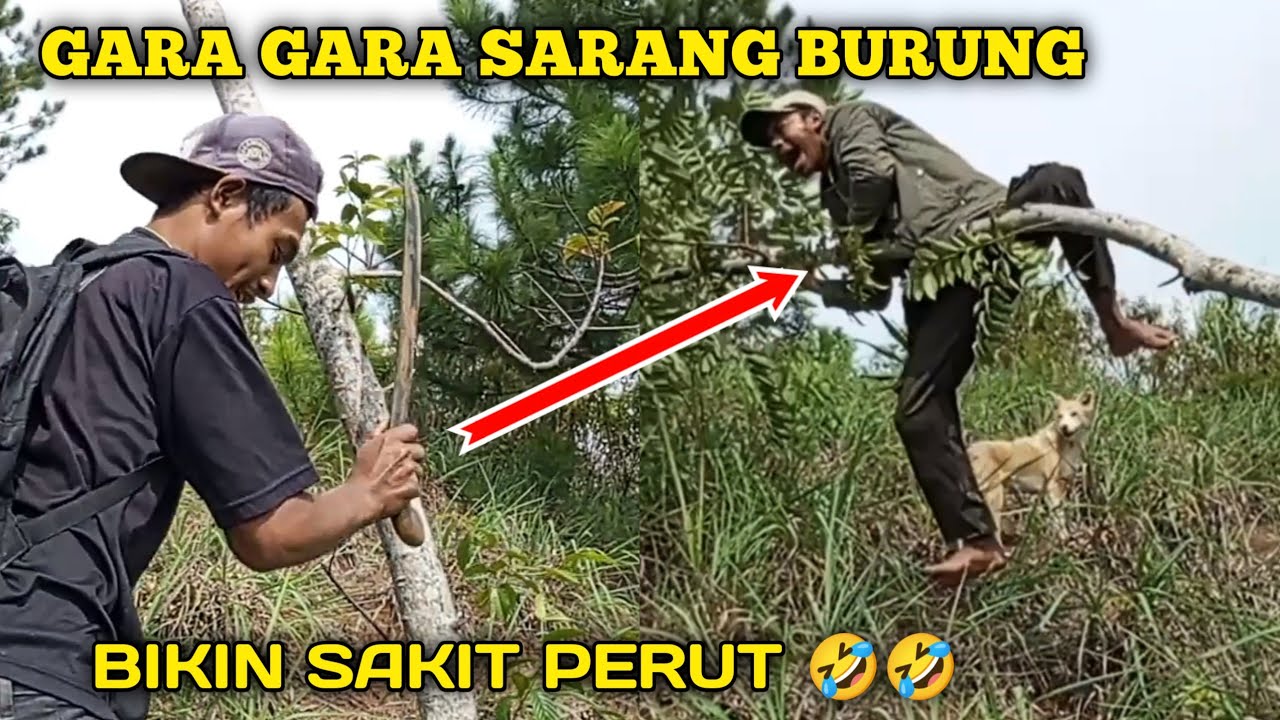 Video lucu bikin ngakak parah Gara gara sarang burung - YouTube
