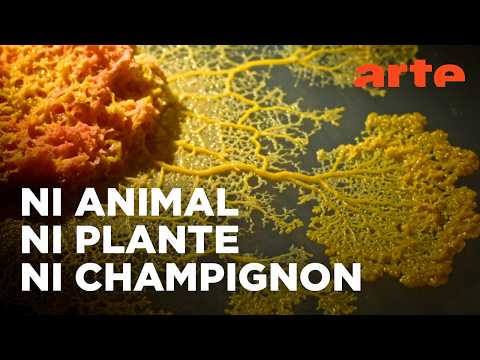 Le blob, un génie sans cerveau | Documentaire | ARTE