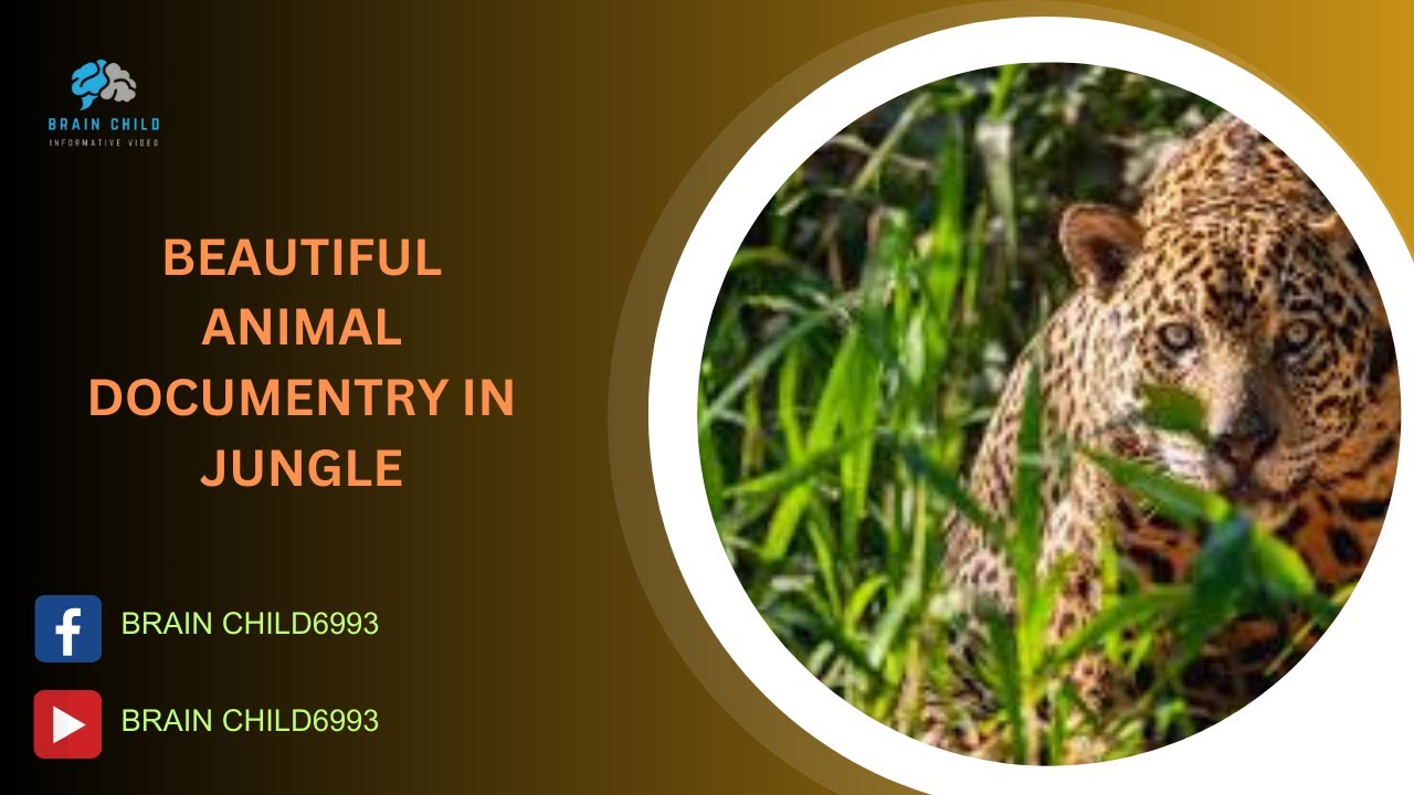 Beautiful Animal Documentary in Jungle - YouTube