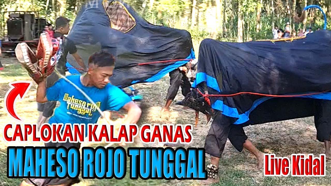 MAHESO ROJO TUNGGAL KALAP CAPLOKAN BANDILAN ATI ATI BOLO 😡‼️ - YouTube