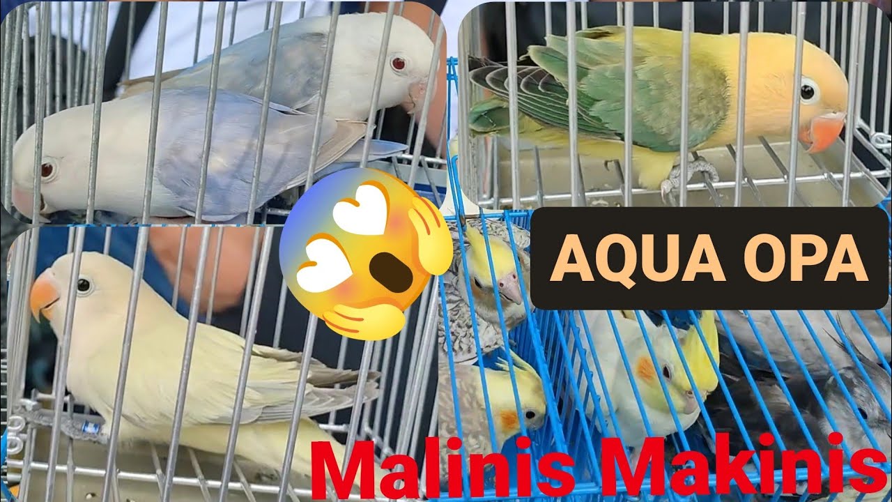 Vlog293 Torquoise Aqua Opaline Euwing B1😱🦜Aqua Opaline Euwing Dilute B2 ...