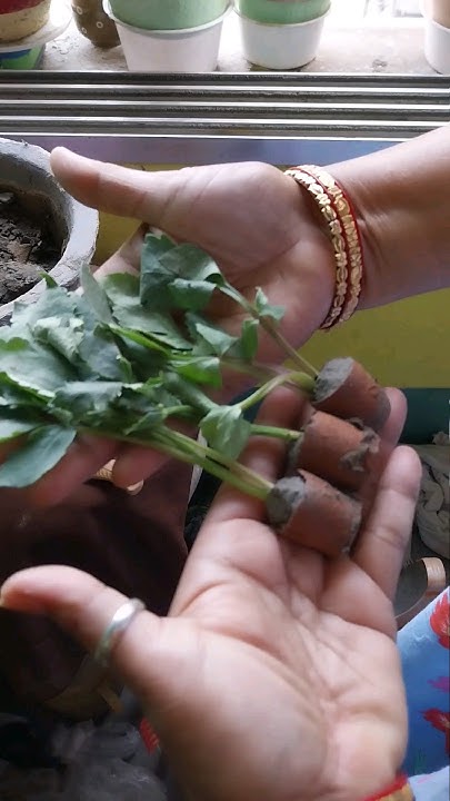 একটা চারাও মরবে না #gardening #planting #garden #plant #flower #plantlife #viral #terracegarden ...