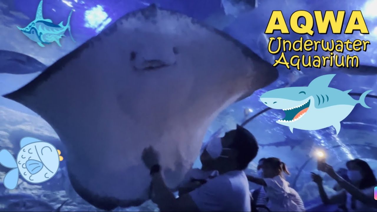 AQWA The Aquarium of Western Australia | Sea Animals | Shark - YouTube