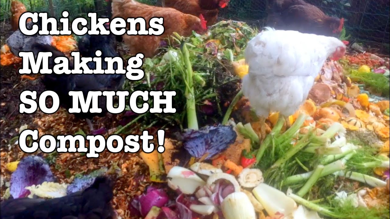 300+ Gallons of Compost PER WEEK! These chickens are amazing! - YouTube